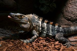 Iguana rayada (Ctenosaura similis) - Iguanas