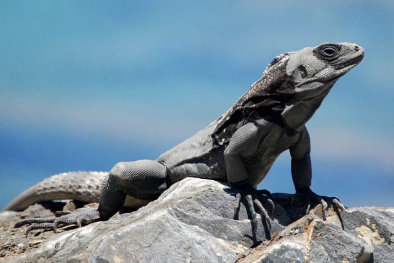 Ctenosaura - Conoce todo sobre el género de IGUANAS más grande