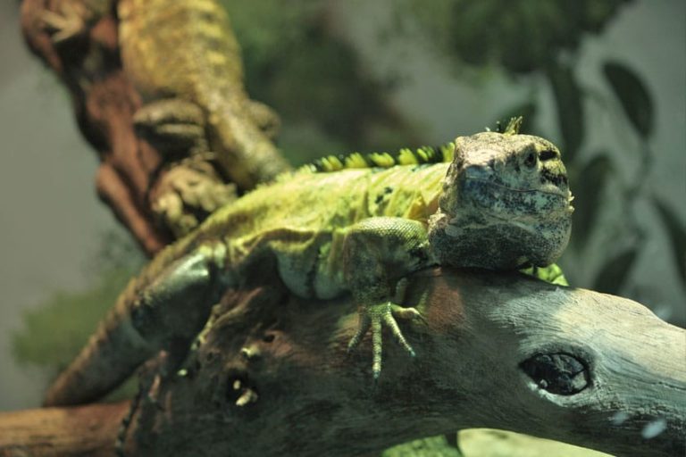 Iguana negra (Ctenosaura pectinata)