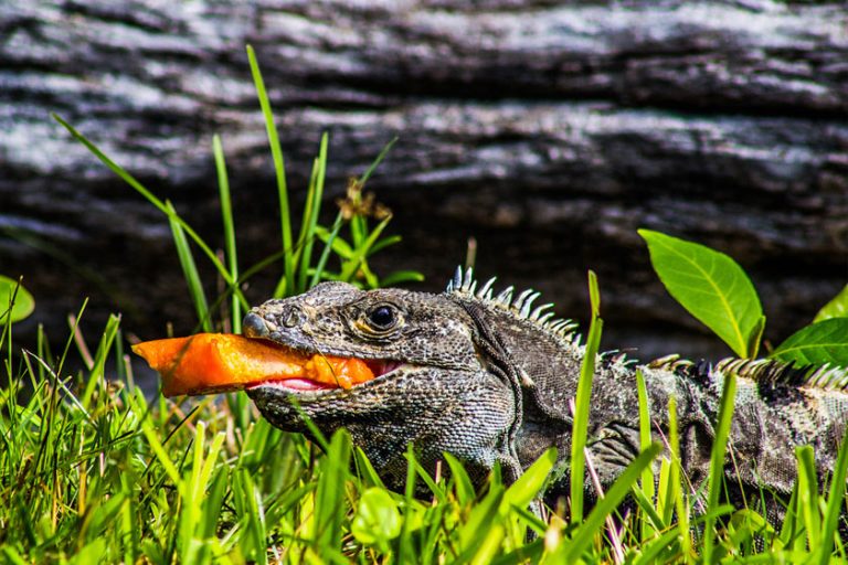 Iguana negra (Ctenosaura pectinata)