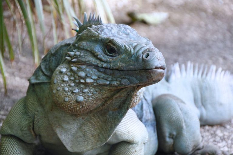 Iguana azul (Cyclura lewisi)