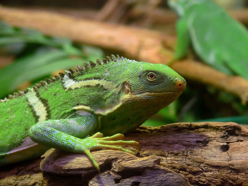 Género Brachylophus